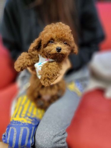 Coco- poodle (1450) | Housebreeders