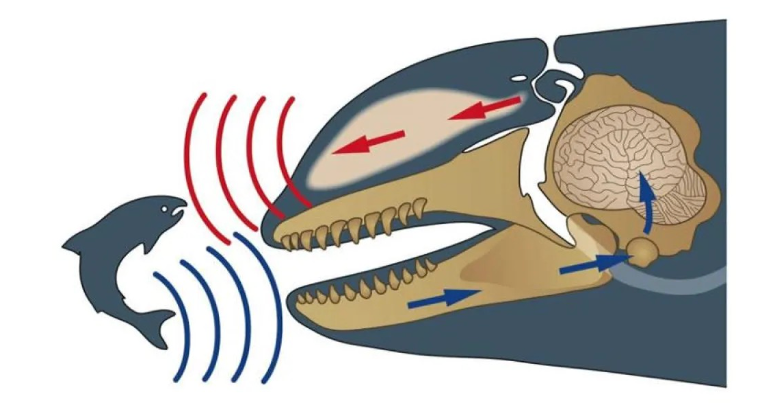 Echolocation: Seeing Without Eyes