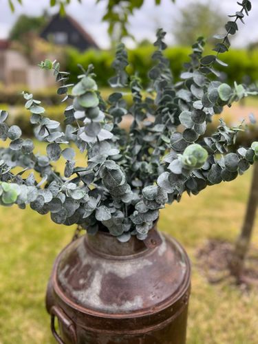 Eucalyptus green long twigs | TheStablesPropHire