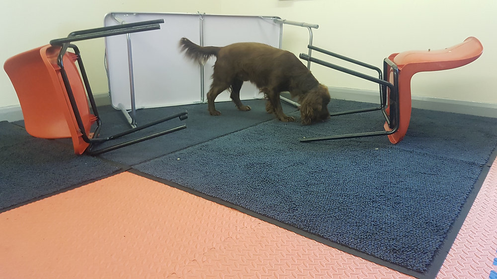 7 Reasons To Train Scentwork With Your Dog