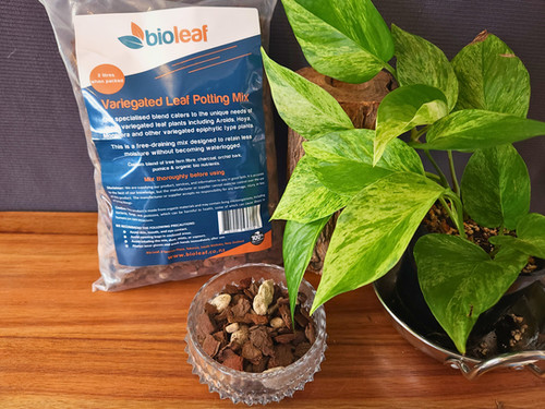 Bio Leaf Premium Variegated Leaf Potting Mix | bio leaf