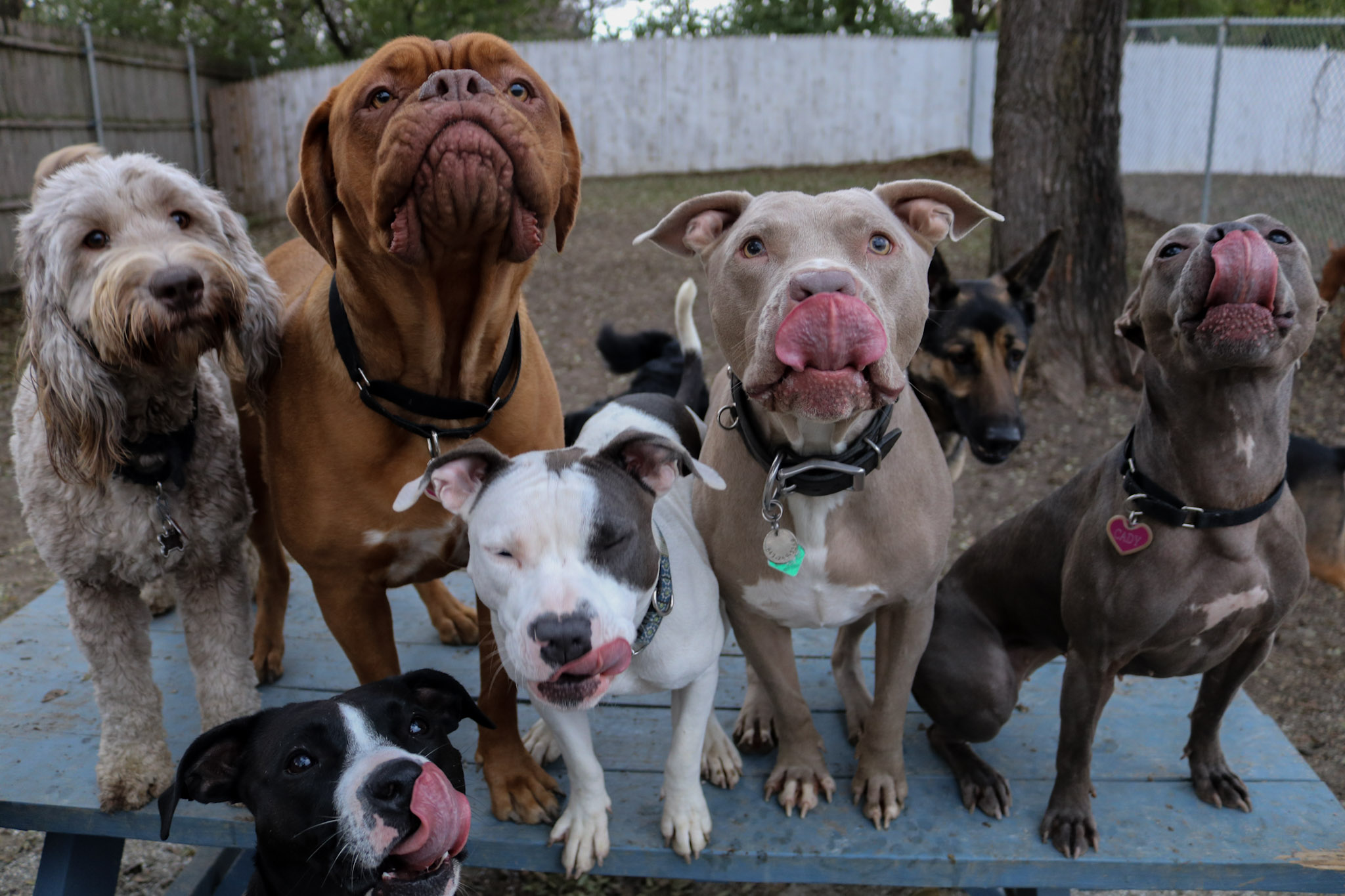 The Dog District | Daycare Playgroup Gallery