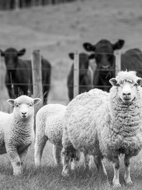 ReproScan | Cattle Pregnancy Testing Scanners