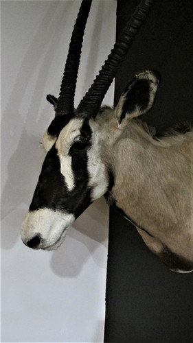 Taxidermy Gemsbok Shoulder Mount | le-roe