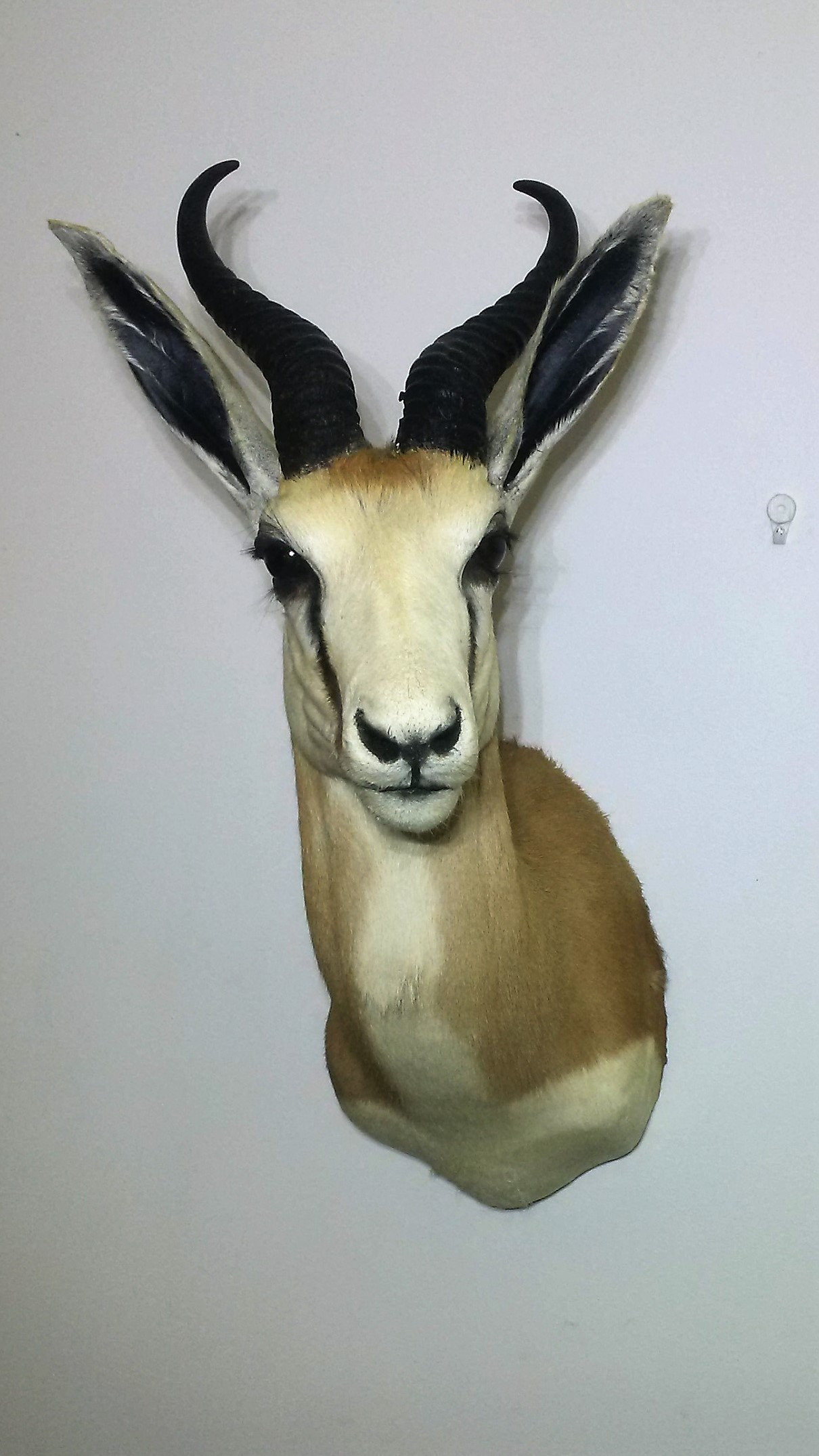 Taxidermy Springbok Shoulder Mount Left #1 | le-roe