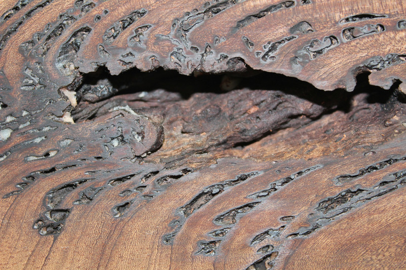 Medieval Walnut | Dragonwood Doors