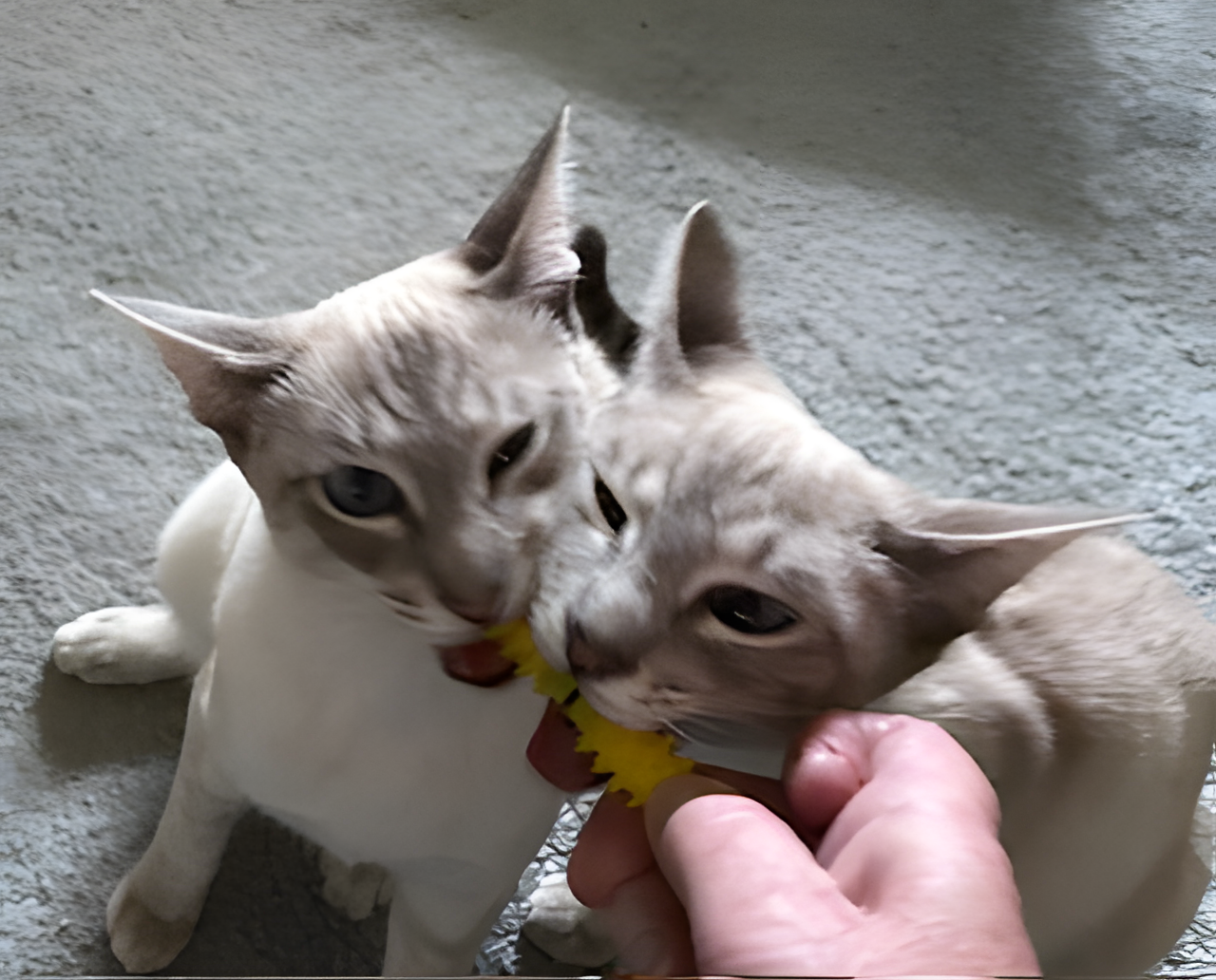 What to Look for in a Cat Teeth Cleaner