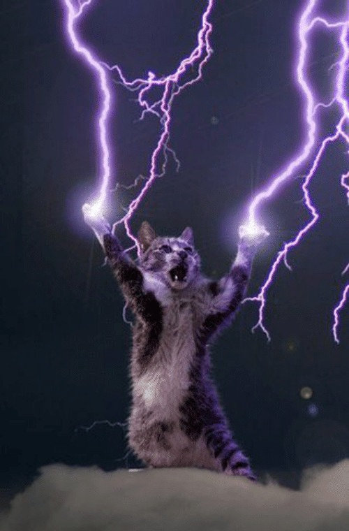 Inventor Cat | The Power of Cat Memes