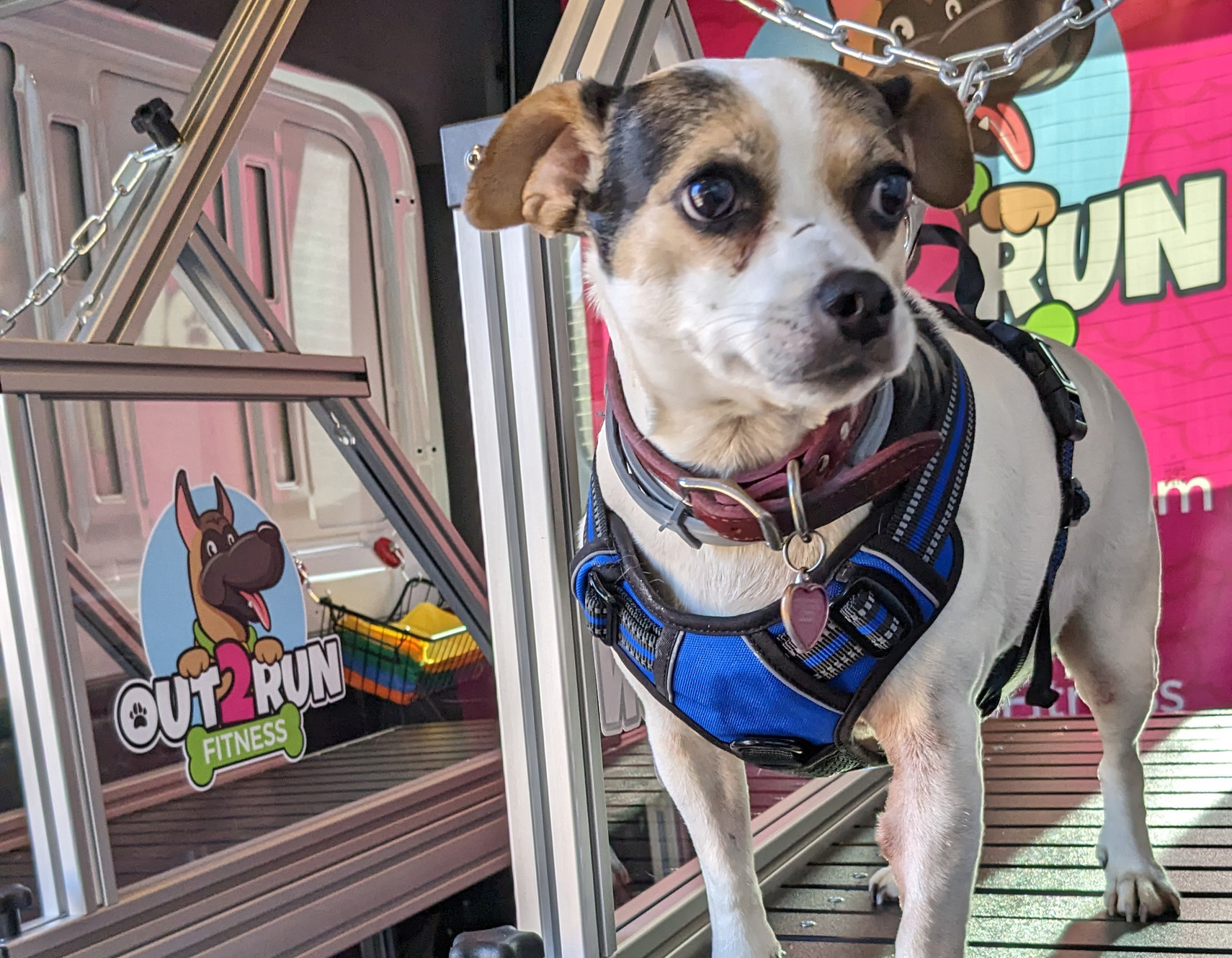 Out 2 Run Fitness | Mobile Dog Gym | Central PA