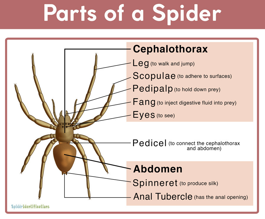 Spiders What Have They Ever Done For Us