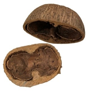 Palm Pod Half (x2) | EPP’nFLOW Aquariums