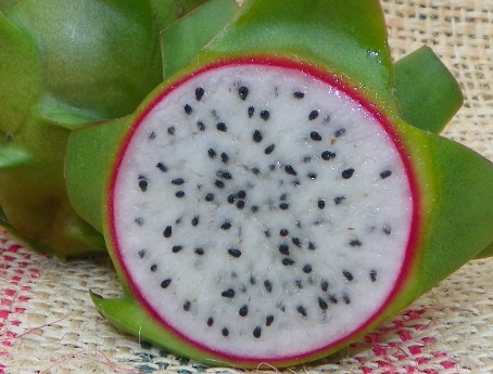 connie-mayer-dragon-fruit