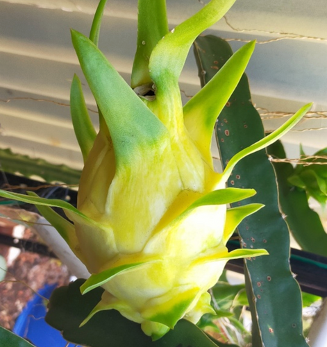 Aussie Gold Isis Gold Australian Yellow Dragon Fruit | Tasty Dragons