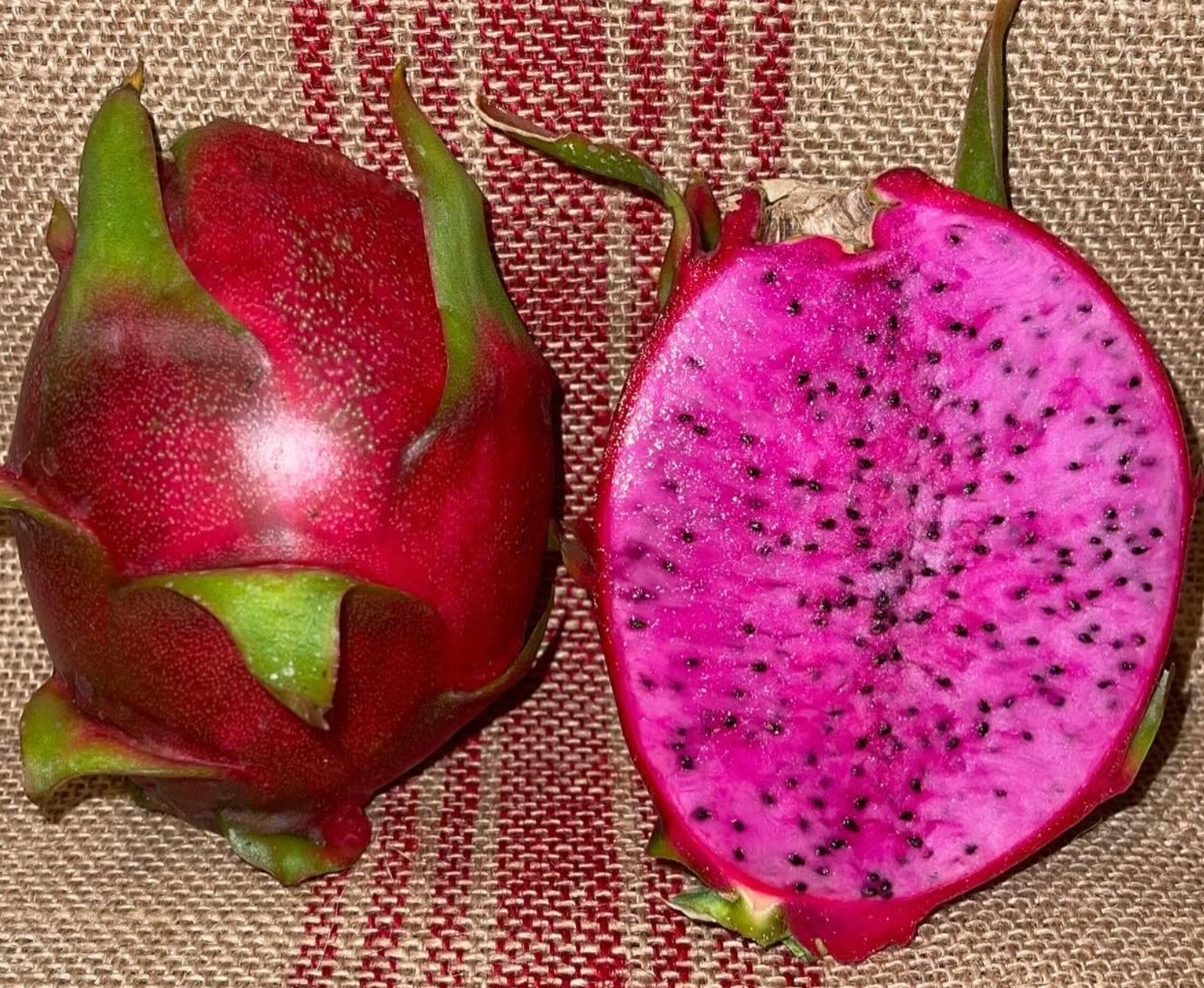 Jeselle Dragon Fruit
