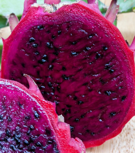 Orejona Dragon Fruit STARTER | Tasty Dragons