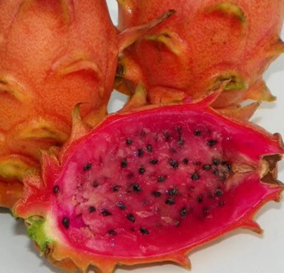 Frankie’s Red Dragon Fruit