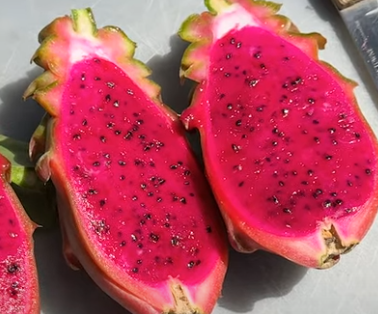 desert-weed-dragon-fruit-starter