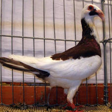 Darwin Pigeon Breeds | darwinspigeons.com