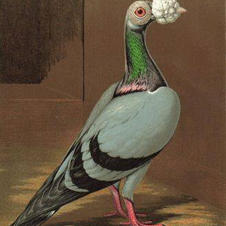 Darwin Pigeon Breeds | darwinspigeons.com