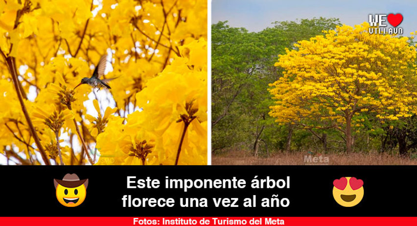 El Guayacán o Flor Amarillo protagoniza un espectáculo natural en ...