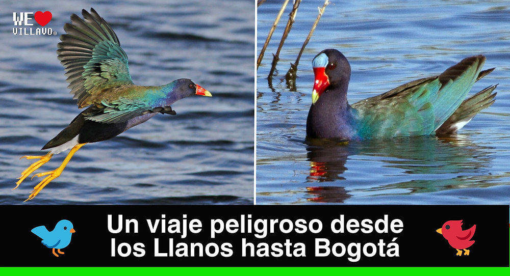 La tingua azul cada año hace un viaje con el que puede extraviarse o morir