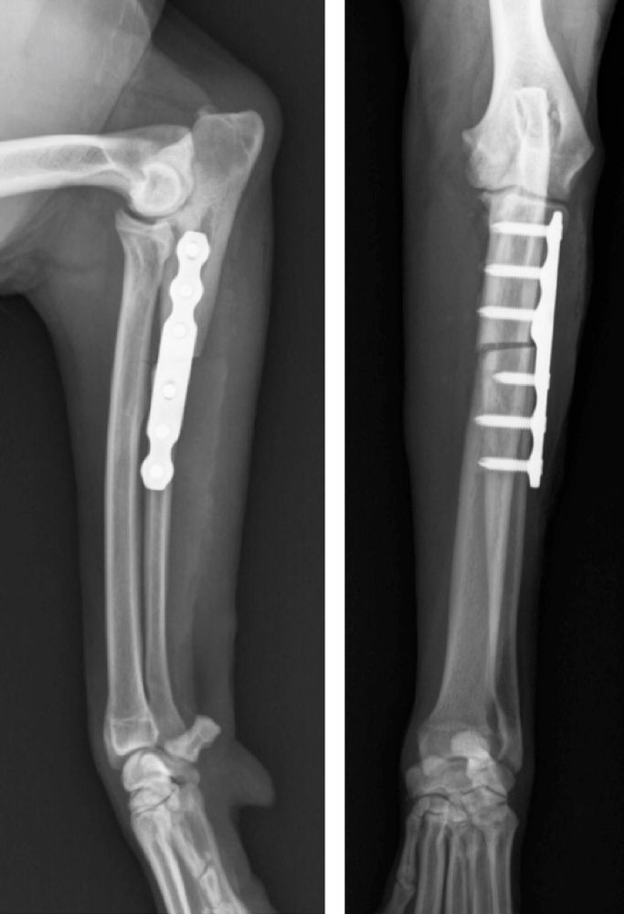 Elbow Dysplasia or Elbow Displeasure?