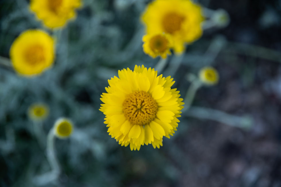 16 Spectacular Spring Wildflowers in Tucson, Arizona (+ Where to Find Them)