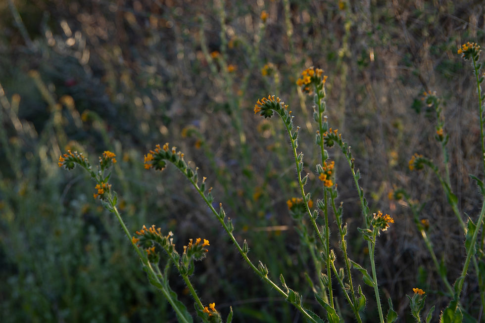 16 Spectacular Spring Wildflowers in Tucson, Arizona (+ Where to Find Them)