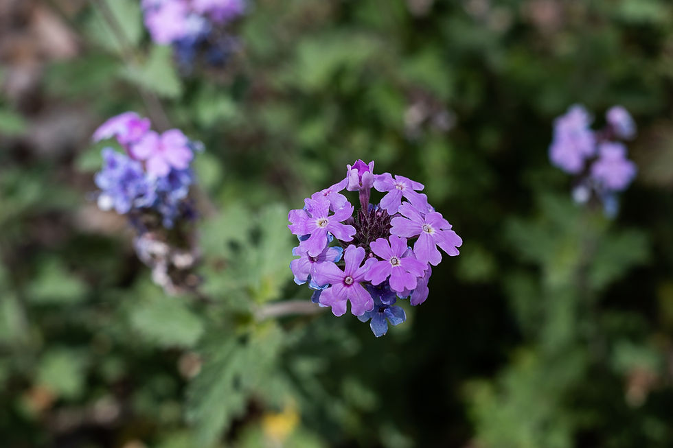 16 Spectacular Spring Wildflowers in Tucson, Arizona (+ Where to Find Them)