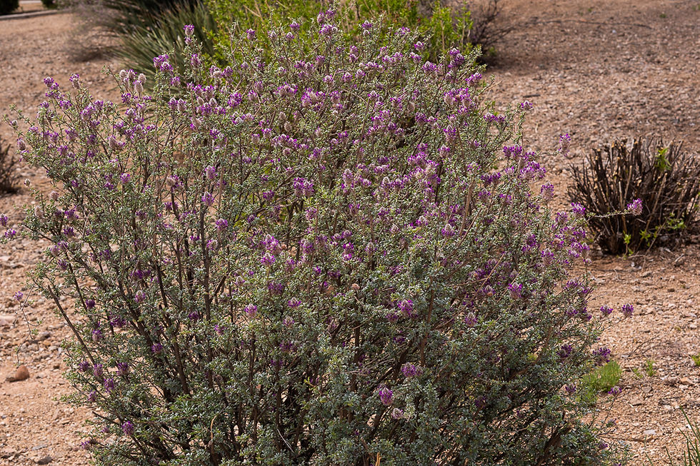 16 Spectacular Spring Wildflowers in Tucson, Arizona (+ Where to Find Them)