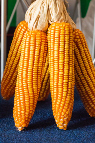 Maize Genetics | Home