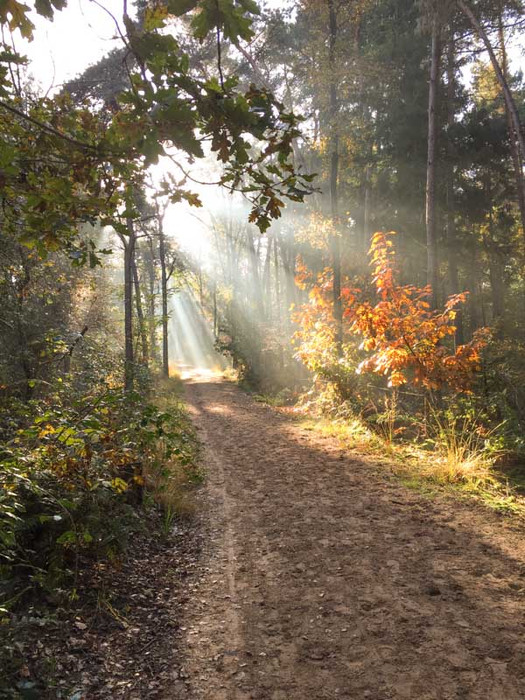 B&B Droom in het Bos | ECO logies