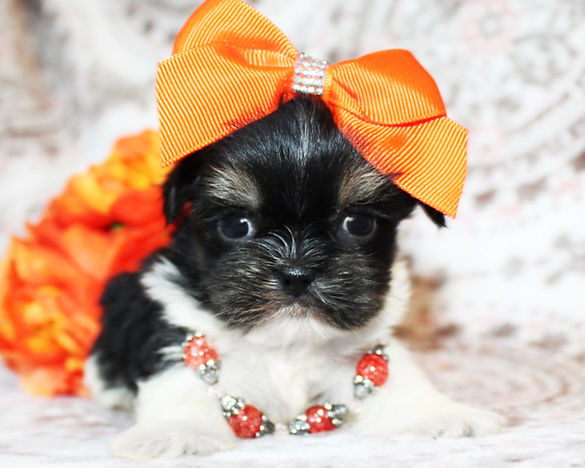Shorkie Pups | Sweet Baby Yorkies