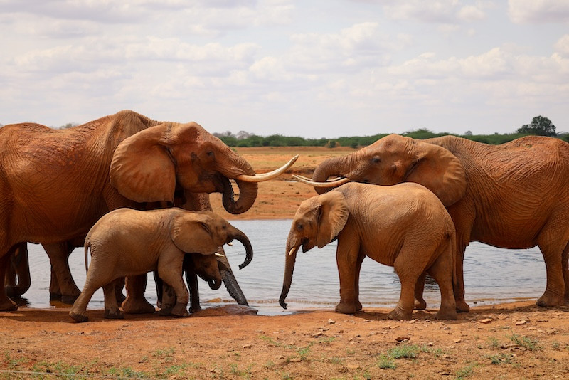 ELEPHANT RESCUE & REHABILITATION | Elephant Cooperation