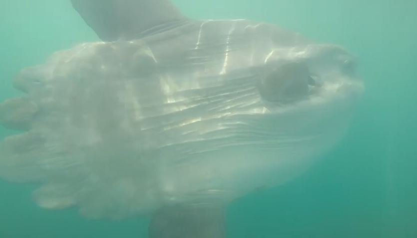 Peixe lua filmado em Guaratuba/PR!