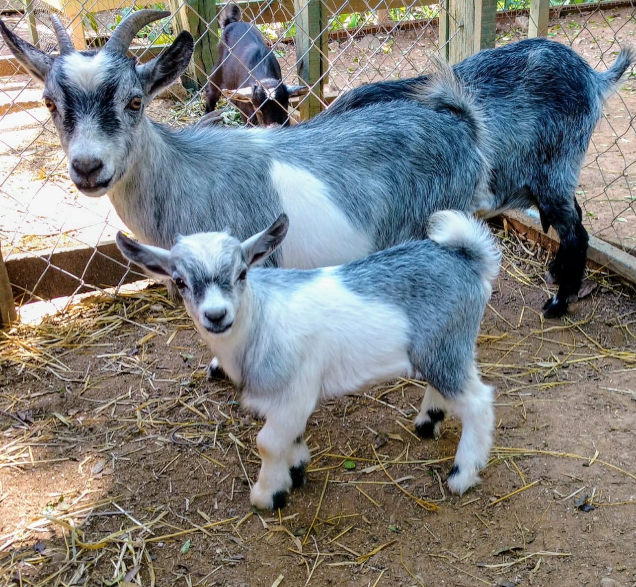 Mini Cabras | Fazenda Angolana