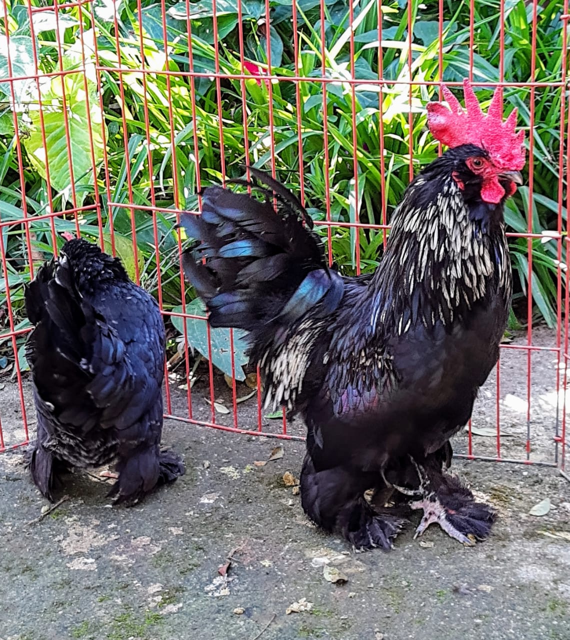 Galinhas Ornamentais | Fazenda Angolana