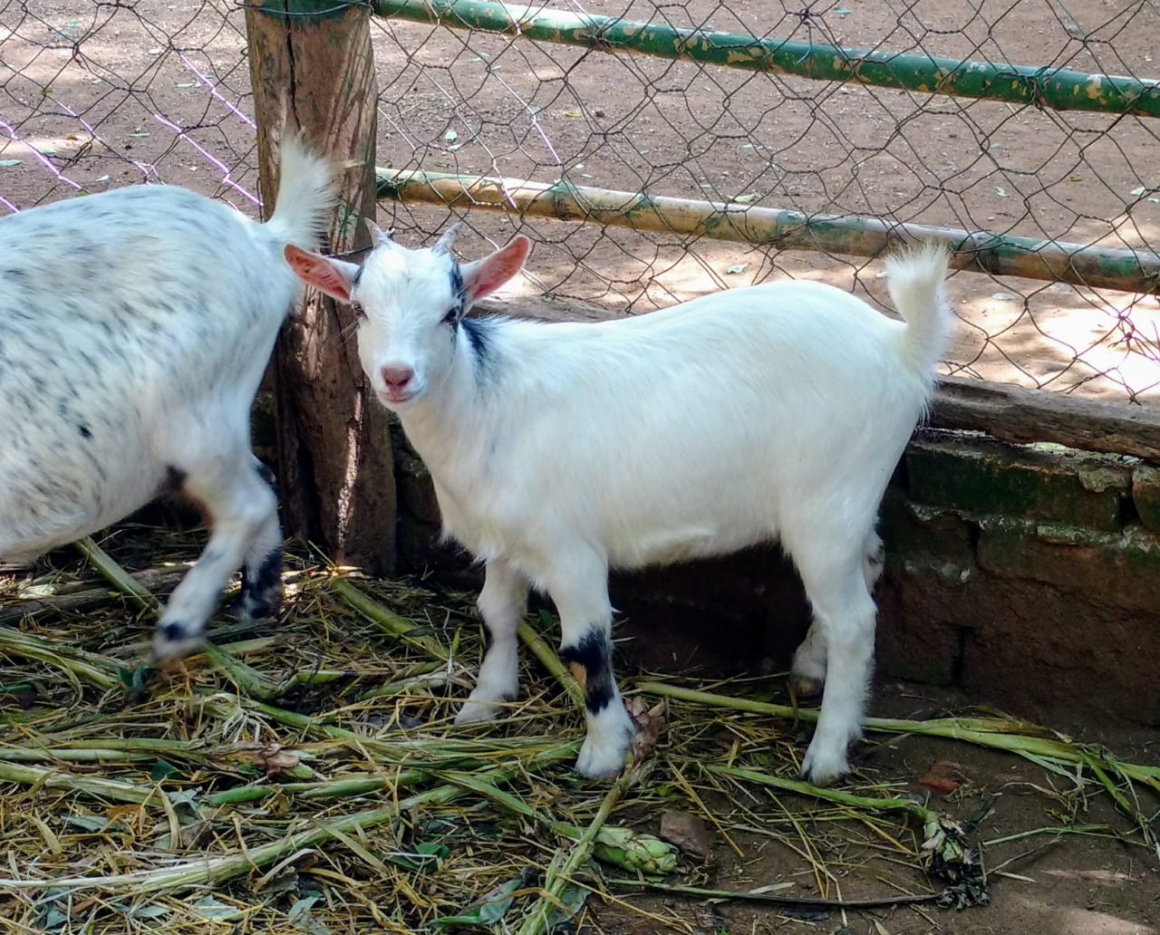 Mini Cabras | Fazenda Angolana