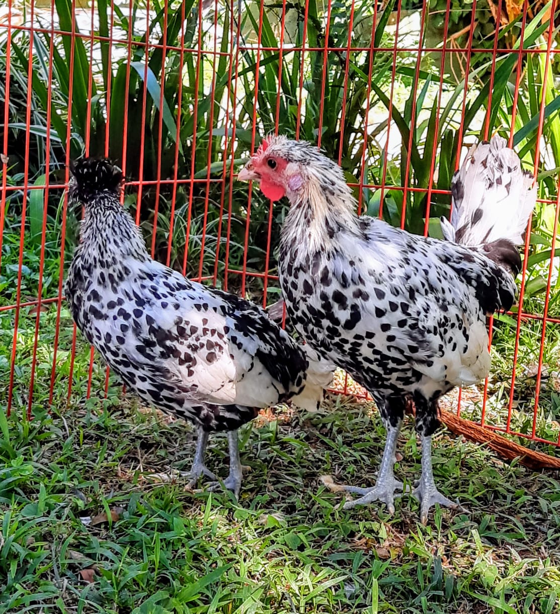 Galinhas Ornamentais | Fazenda Angolana
