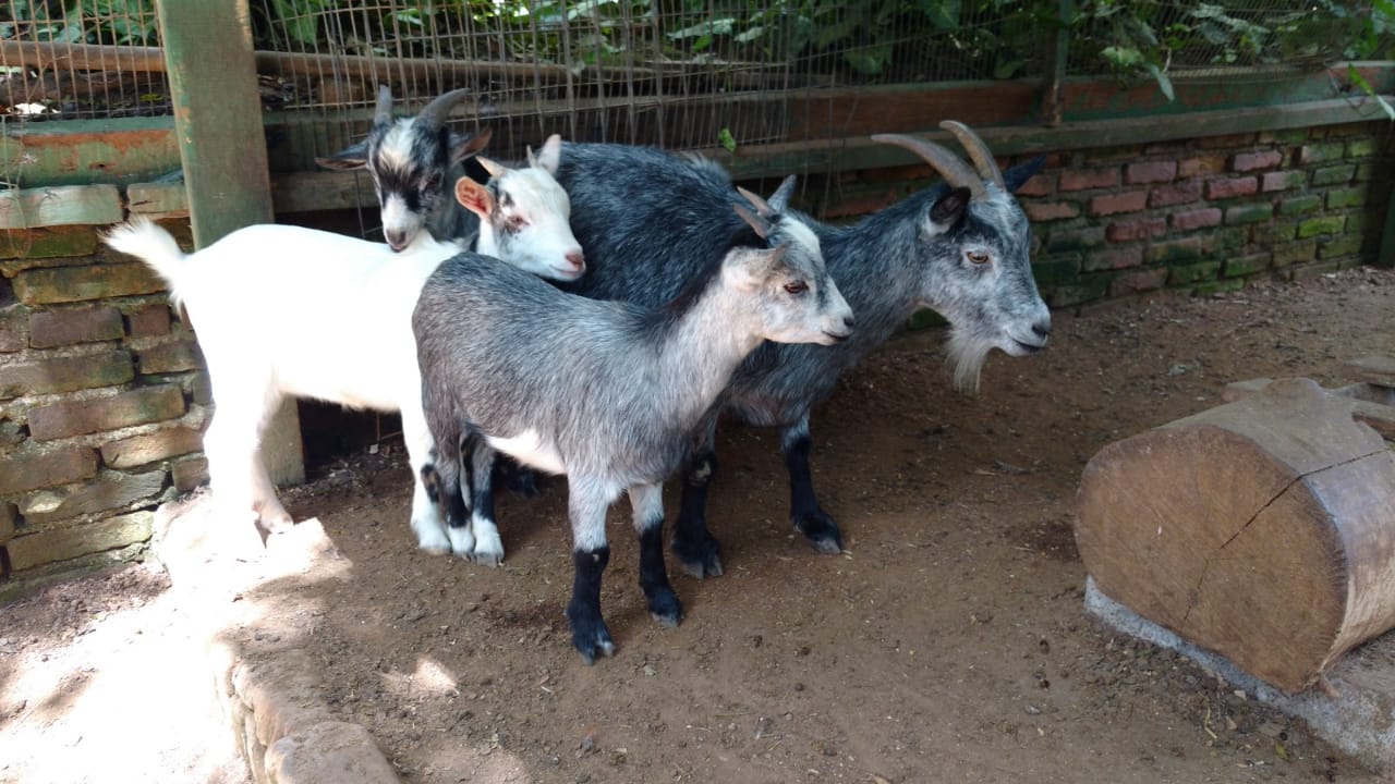 Mini Cabras | Fazenda Angolana