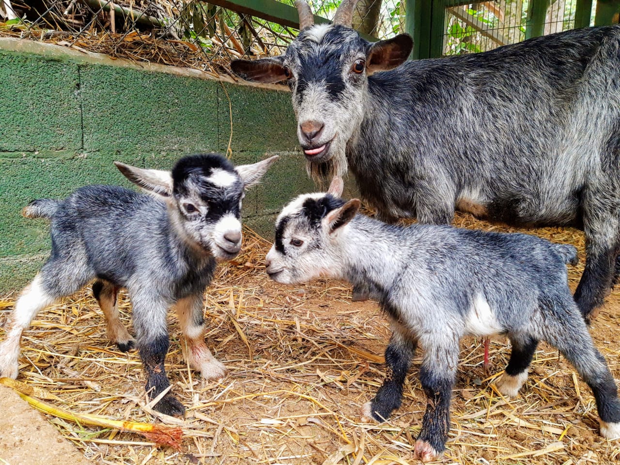 Mini Cabras | Fazenda Angolana
