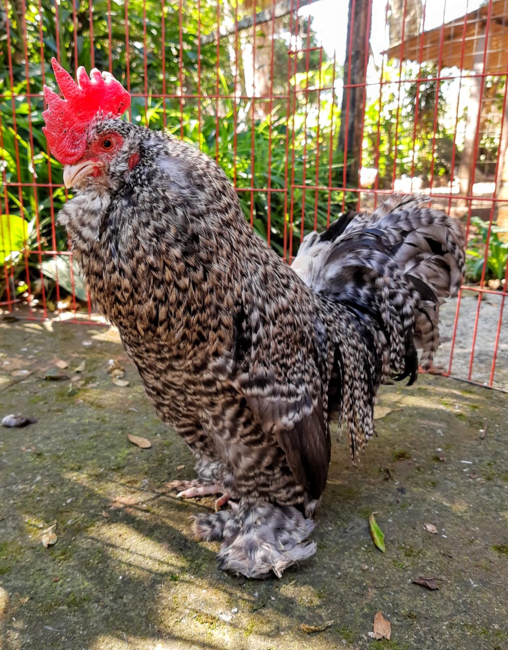 Galinhas Ornamentais | Fazenda Angolana