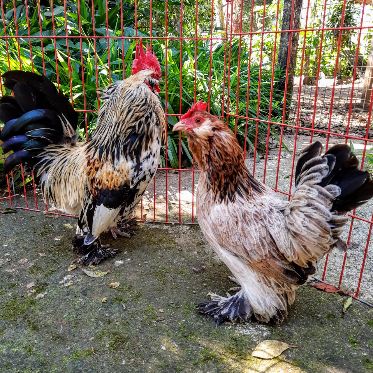 Galinhas Ornamentais | Fazenda Angolana