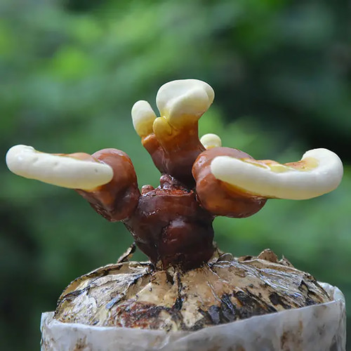 Reishi Mushroom Growing Kit | Root Mushroom Farm