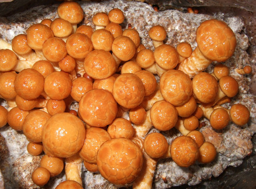 Nameko(Pholiota nameko) | Root Mushroom Farm