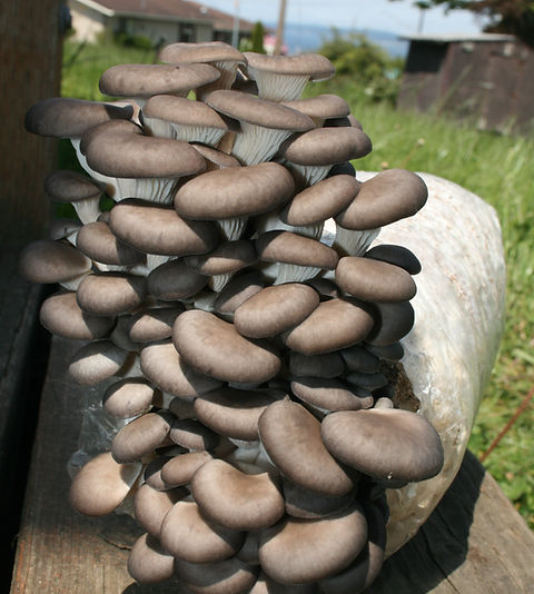 oyster mushroom spawn