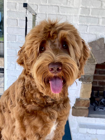 Australian Cobberdog Society Inc | Where Standards Matter