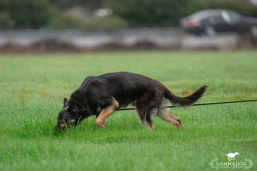 IGP Tracking Lines | Leashes by Lori