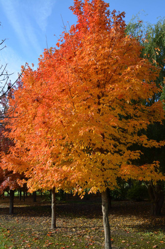Fall Fiesta Sugar Maple | Timber Shack