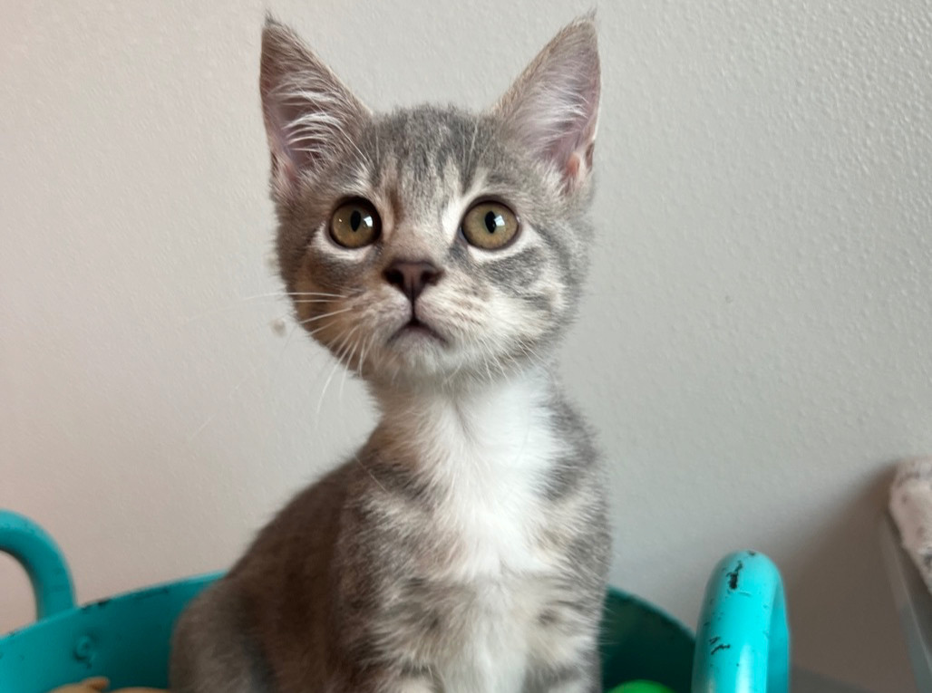 How to Build a Lifelong Bond With Your Adopted Kitten
